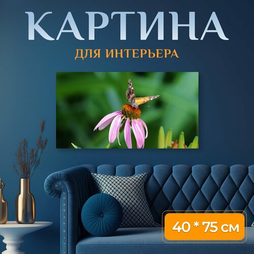 Картина на холсте "Бабочка на фиолетовый эхинацея, завод, цветение" на подрамнике 75х40 см. для интерьера