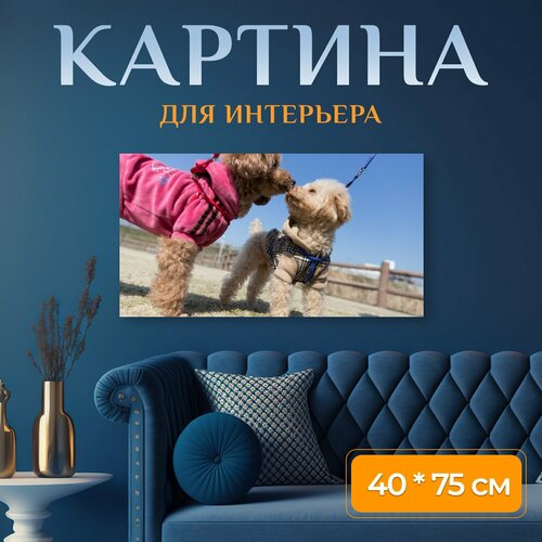 Картина на холсте "Собака, пудель, животное" на подрамнике 75х40 см. для интерьера