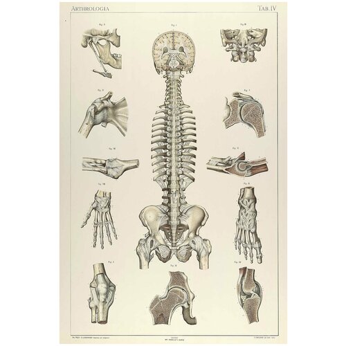 Постер / Плакат / Картина Анатомия - Строение костей человека 60х90 см в подарочном тубусе