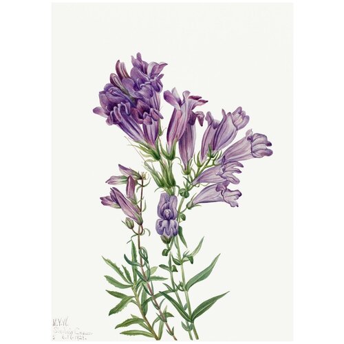 Постер / Плакат / Картина Дикие цветы - Фиолетовый Пенстемон 50х70 см в подарочном тубусе