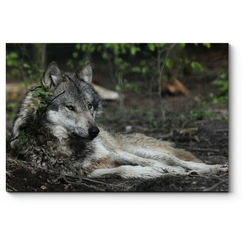 Модульная картина Волк отдыхает в лесу 140x93