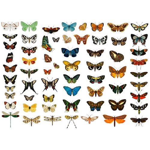 Постер / Плакат / Картина Красочная коллекция бабочек 50х70 см в раме