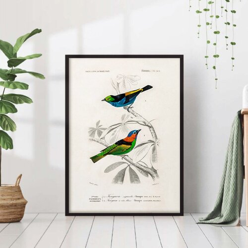 Постер "Две птицы на ветке иллюстрация в ретро стиле" 40 на 50 в черной рамке / Картина для интерьера / Плакат / Постер на стену