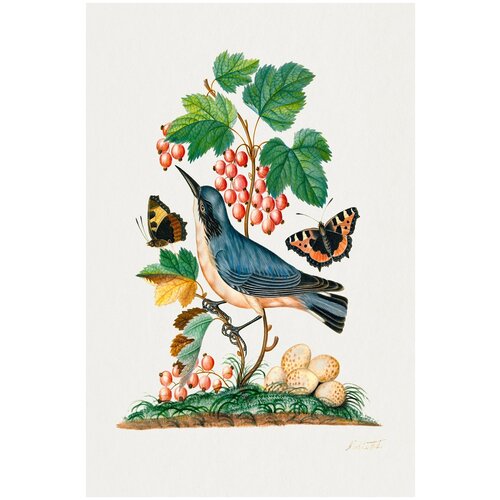 Постер / Плакат / Картина Бабочки - Бабочки и птица 60х90 см в раме