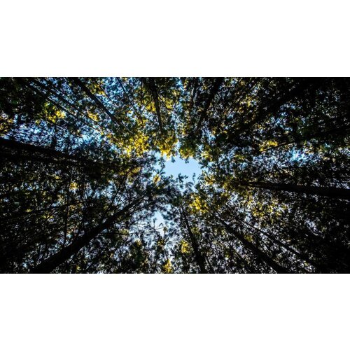 Картина на холсте 60x110 Альянс Лес "Природа Деревья Листья" на подрамнике / интерьер/ декор