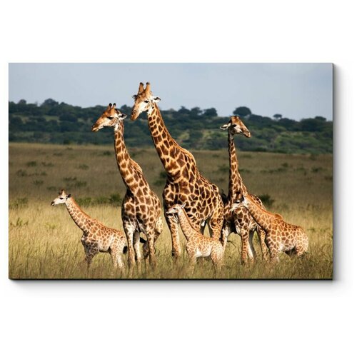 Модульная картина Большая семья жирафов 40x27