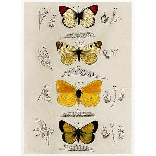 Плакат, постер на холсте ботанические зарисовки бабочек. Виды бабочек. Размер 60 х 84 см