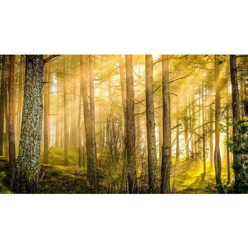 Картина на холсте 60x110 LinxOne "Лес деревья солнечные лучи" интерьерная для дома / на стену / на кухню / с подрамником