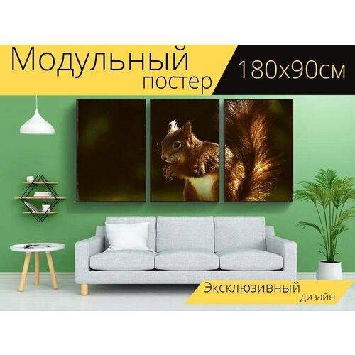 Модульный постер "Белка, животное, грызун" 180 x 90 см. для интерьера
