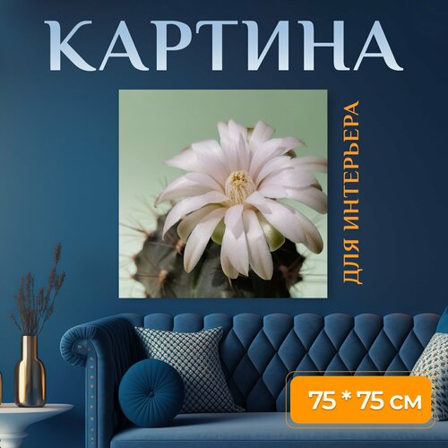 Картина на холсте "Кактус, цветок, бледно розовый" на подрамнике 75х75 см. для интерьера