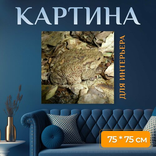 Картина на холсте "Европейский жаба, макрос, крупный план" на подрамнике 75х75 см. для интерьера