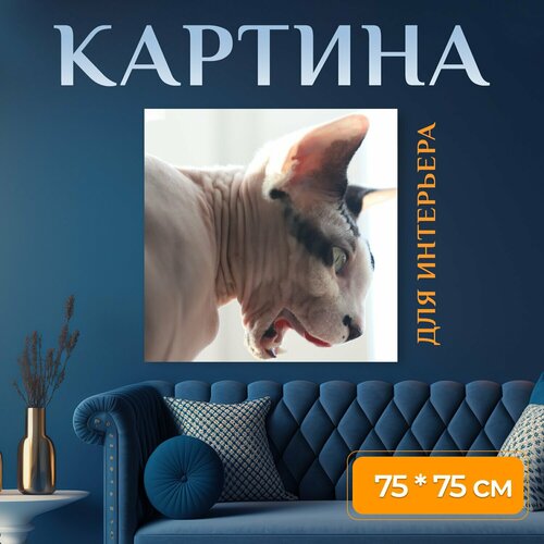 Картина на холсте "Кот, кошки, животных" на подрамнике 75х75 см. для интерьера