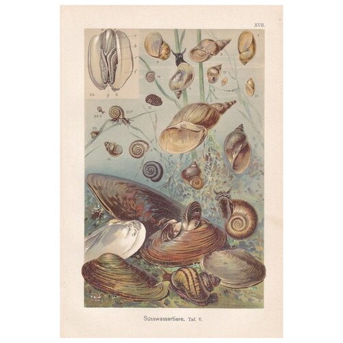 Плакат, постер на бумаге ракушки морские/иллюстрация. Размер 30 х 42 см