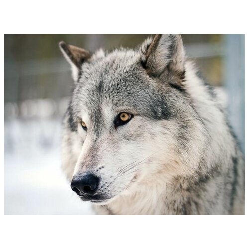Постер на холсте Волк (Wolf) №5 53см. x 40см.