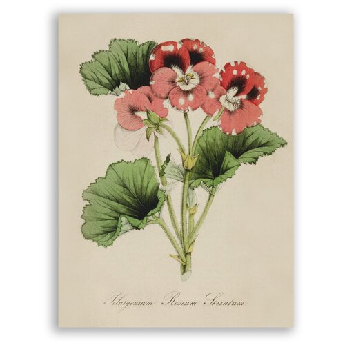 Гравюра Постер на бумаге / Pelargonium Rosea Striatum