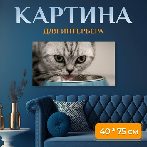 Картина на холсте "Кот, подача, британская короткошерстная кошка" на подрамнике 75х40 см. для интерьера