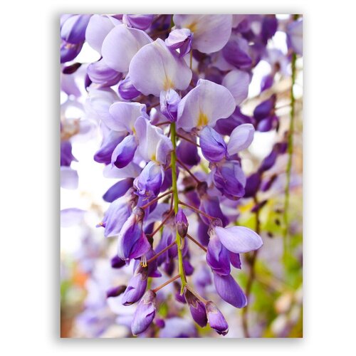 Постер цветы на бумаге / Lilies / Лилии