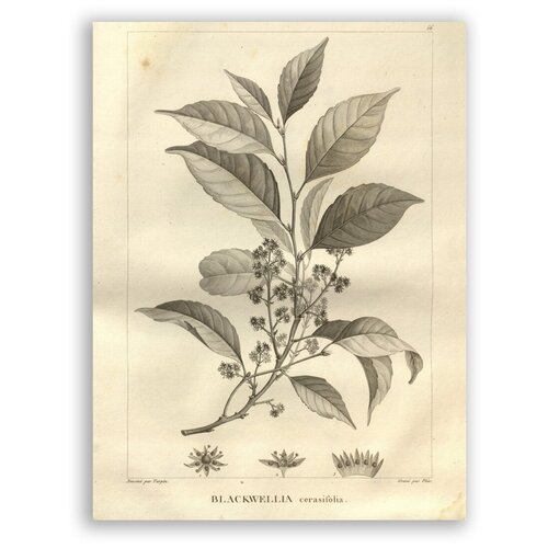 Гравюра Постер на бумаге / Blackwellia cerasifolia