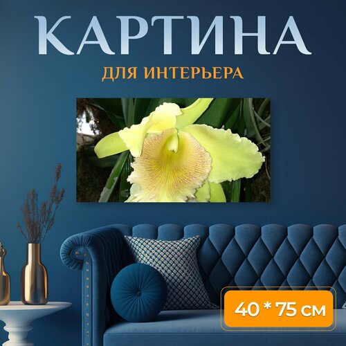 Картина на холсте "Желтая орхидея, орхидея с оборками, орхидея крупным планом" на подрамнике 75х40 см. для интерьера