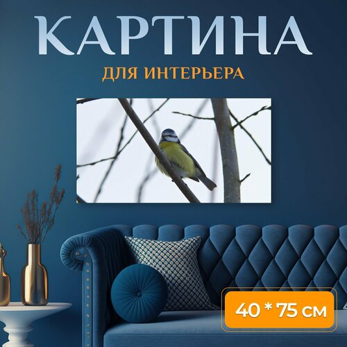 Картина на холсте "Лазоревка, птица, филиал" на подрамнике 75х40 см. для интерьера