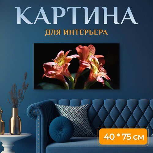 Картина на холсте "Цветок, альстромерия, перуанская лилия" на подрамнике 75х40 см. для интерьера