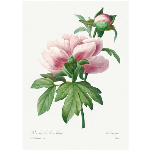 Постер / Плакат / Картина на холсте Дикие цветы - Розовый пион 50x70 см в подарочном тубусе