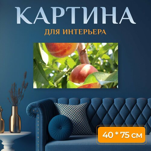 Картина на холсте "Персики, фрукты, еда" на подрамнике 75х40 см. для интерьера