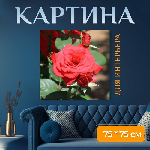 Картина на холсте "Природные, цветы, роуз" на подрамнике 75х75 см. для интерьера