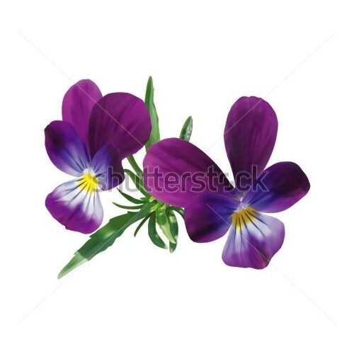 Постер на холсте Яркая иллюстрация двух фиолетовых цветков анютиных глазок 54см. x 50см.