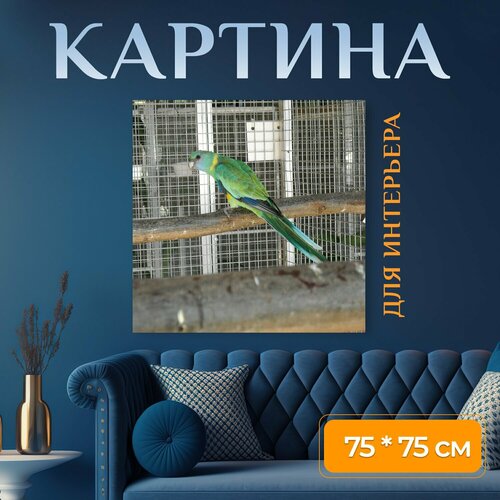 Картина на холсте "Попугай, маленький попугай, птица" на подрамнике 75х75 см. для интерьера