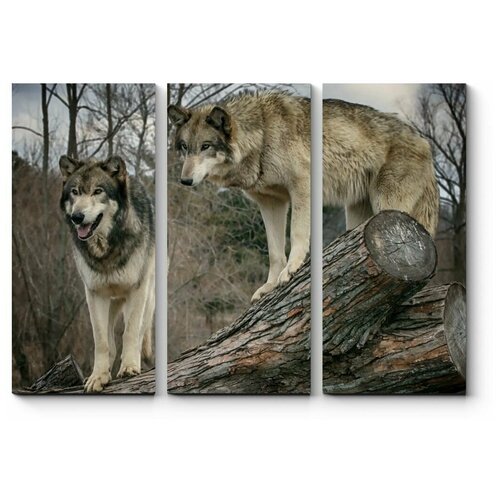 Модульная картина Волки в осеннем лесу 70x50
