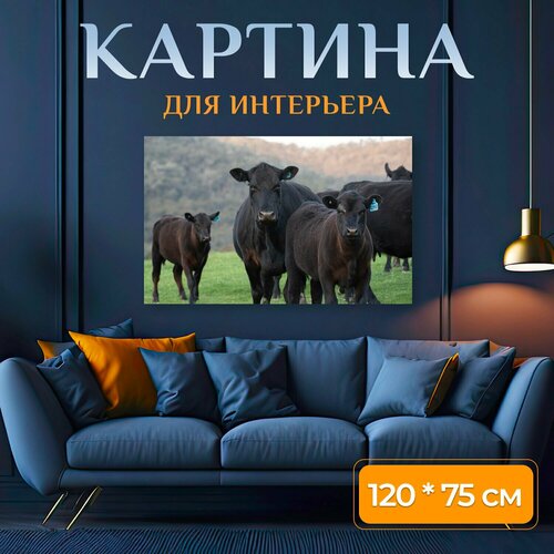 Картина на холсте "Корова, телец, черный ангус" на подрамнике 120х75 см. для интерьера