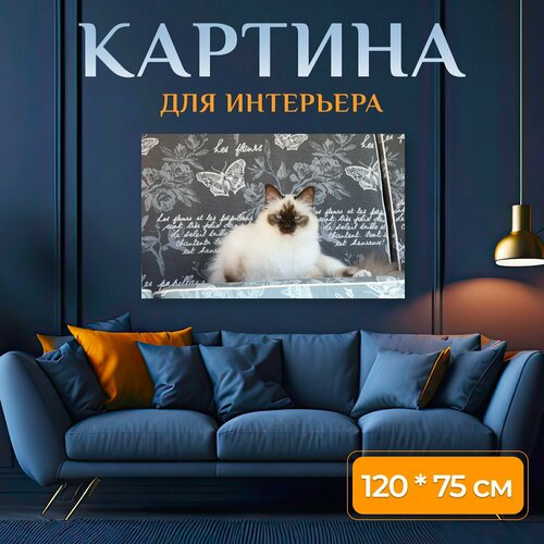 Картина на холсте "Кот, бирма, домашняя кошка" на подрамнике 120х75 см. для интерьера