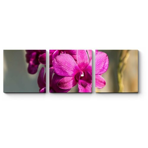 Модульная картина Королева цветов - прекрасная орхидея 150x50