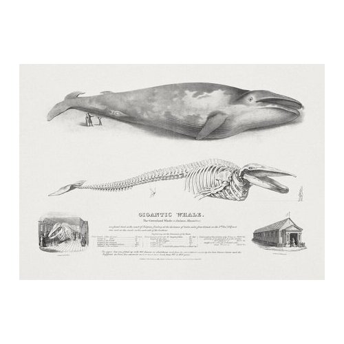 Плакат, постер на бумаге гренландский кит скелет. Анатомия кита. Размер 30 х 42 см