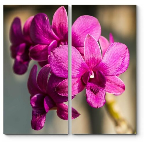 Модульная картина Королева цветов - прекрасная орхидея 120x120