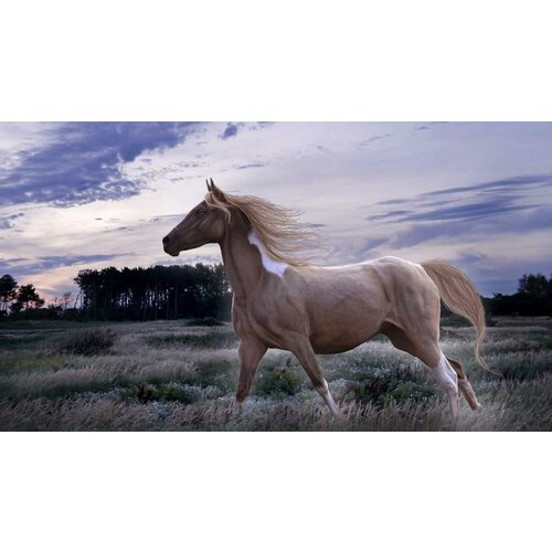 Картина на холсте 60x110 LinxOne "Лошадь конь животное" интерьерная для дома / на стену / на кухню / с подрамником