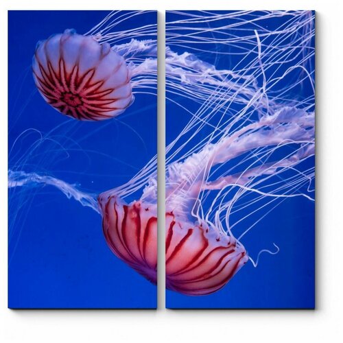 Модульная картина Чудесные медузы40x40
