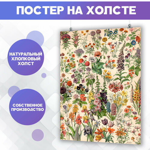 Постер виды растений (11) 30х40 см