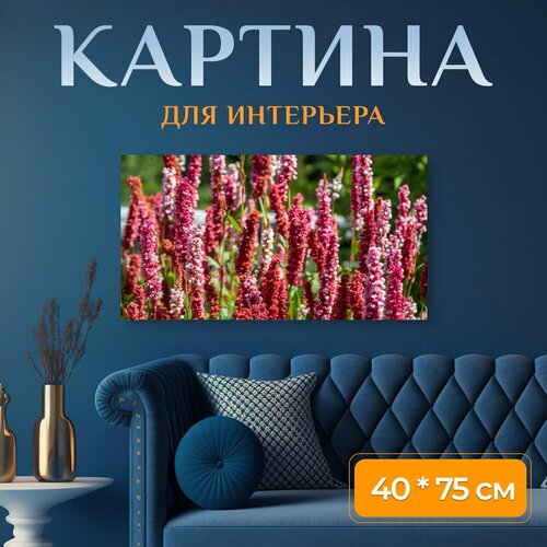 Картина на холсте "Цветок, завод, альпийский" на подрамнике 75х40 см. для интерьера