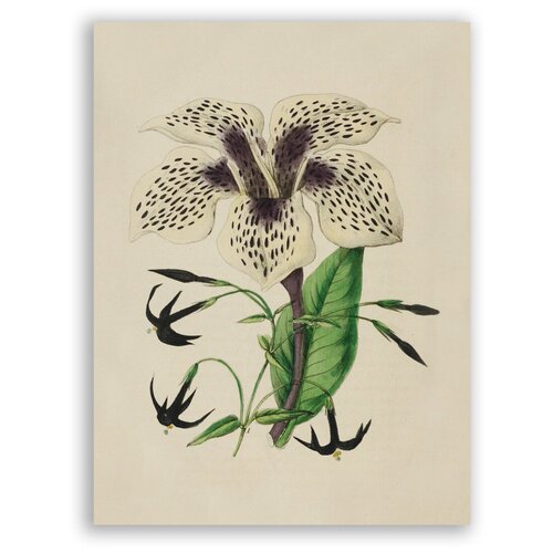 Гравюра Постер на бумаге / Petasostylio Nigrescens, Gardenia Stanleyana