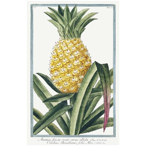 Постер / Плакат / Картина Как растет ананас 50х70 см в раме