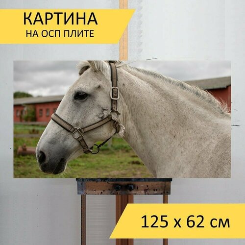 Картина на ОСП 125х62 см. "Лошадь, конный спорт, портрет" горизонтальная, для интерьера, с креплениями