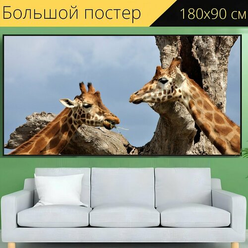 Большой постер "Жирафа, зоопарк, животное" 180 x 90 см. для интерьера