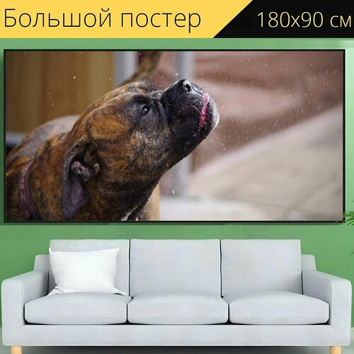 Большой постер "Собака, боксер, животное" 180 x 90 см. для интерьера
