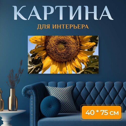 Картина на холсте "Цветок, солнечный цветок, подсолнечник" на подрамнике 75х40 см. для интерьера