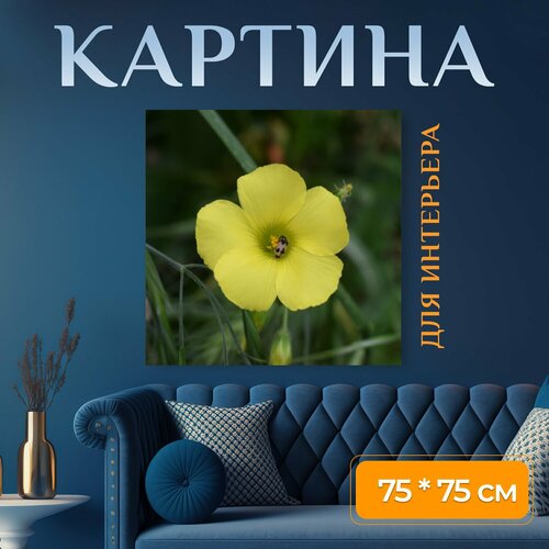 Картина на холсте "Полевой цветок, природа, флора" на подрамнике 75х75 см. для интерьера