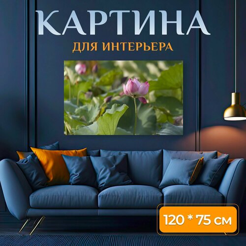 Картина на холсте "Цветы лотоса, сухие листья, красивые цветущие цветы" на подрамнике 120х75 см. для интерьера