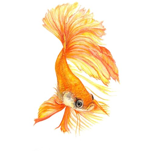 Постер / Плакат / Картина Золотая рыбка 40х50 см в раме