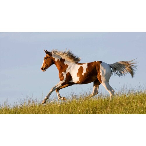 Картина на холсте 110x60 LinxOne "Лошадь бег бежит трава конь" интерьерная для дома / на стену / на кухню / с подрамником